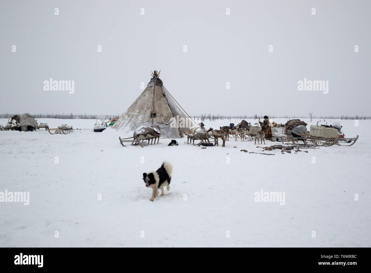 Yamal peninsula russia reindeer tent hi-res stock photography and ...
