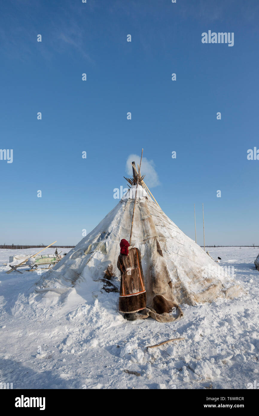 Russia, Yamal-Nenets Autonomous Region, Yamal peninsula, Nenets ...