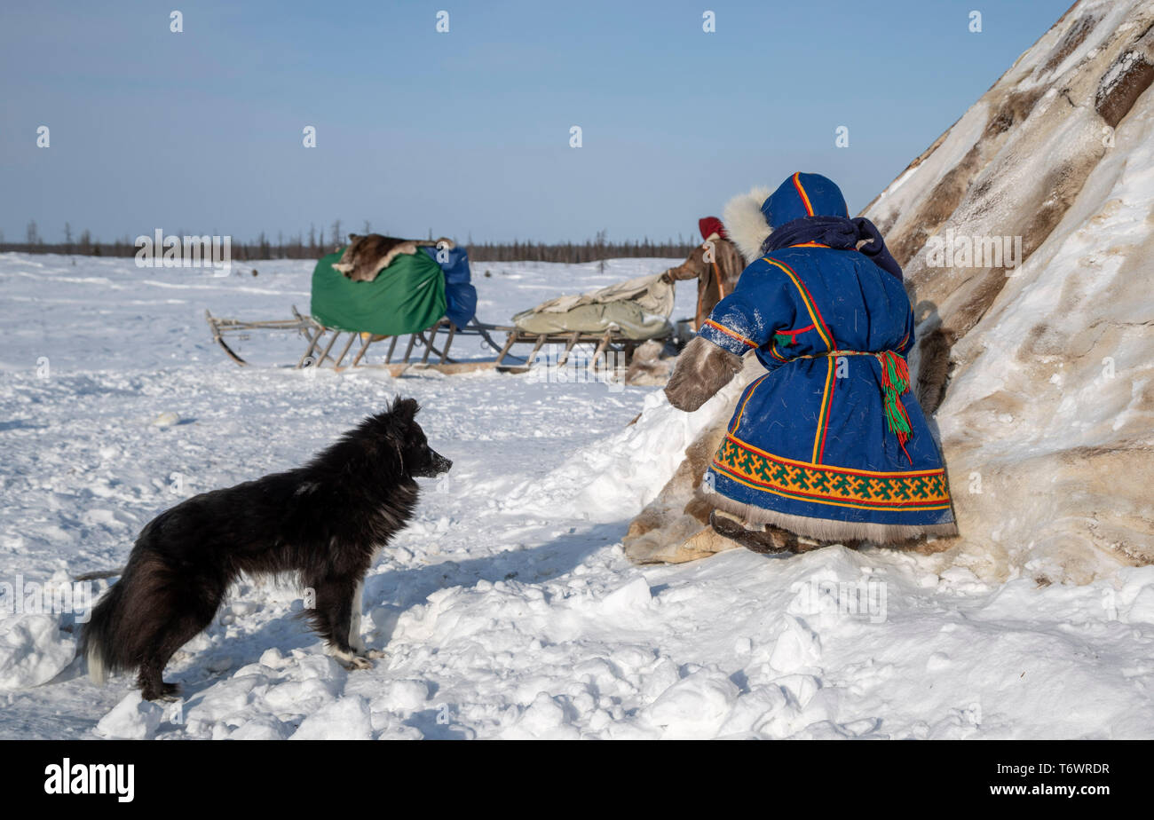 Russia, Yamal-Nenets Autonomous Region, Yamal peninsula. Nomadic Nenets ...