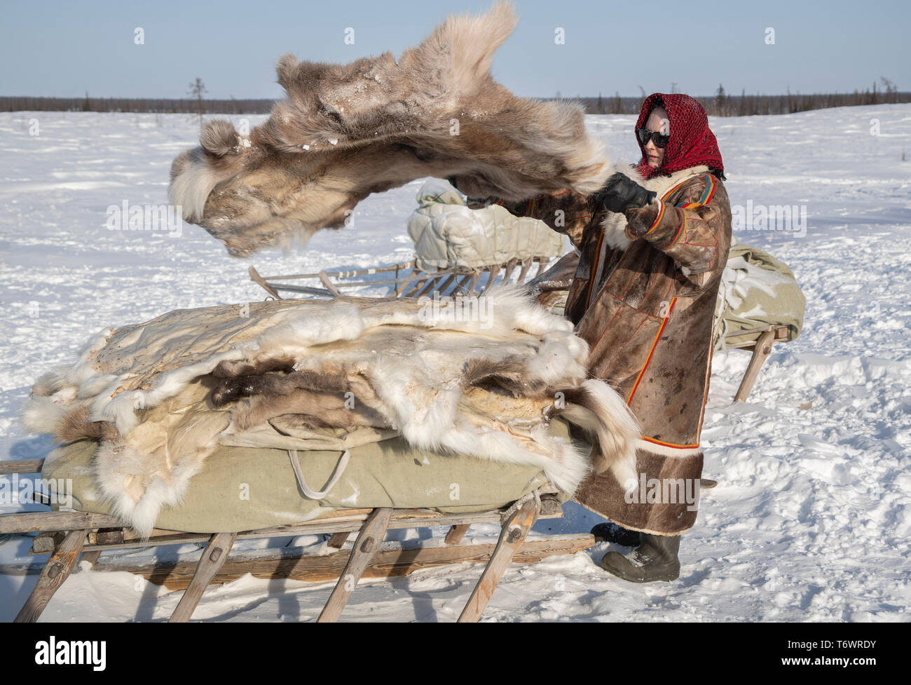 Russia, Yamal-Nenets Autonomous Region, Yamal peninsula, Nenets ...