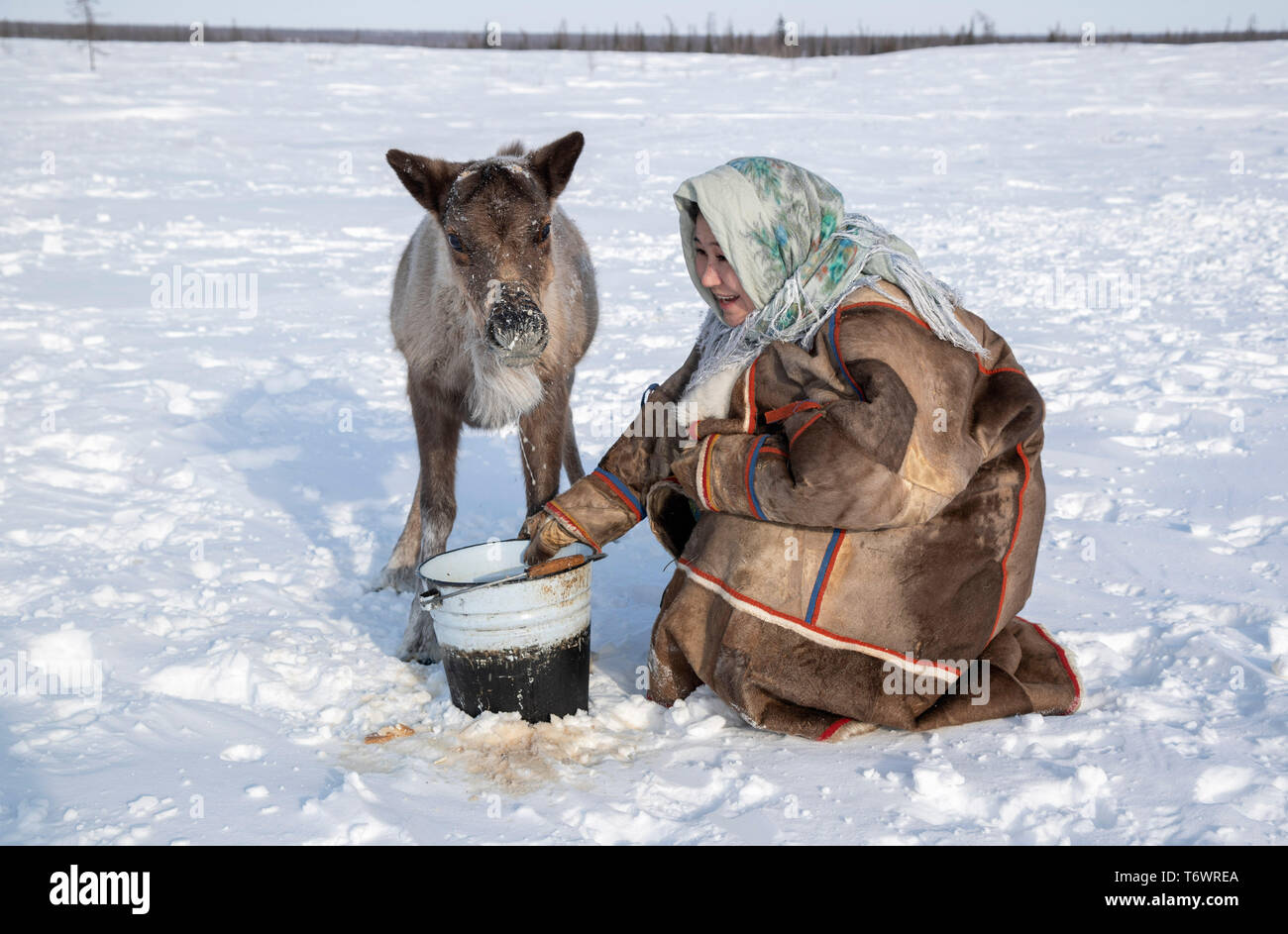 Russia, Yamal-Nenets Autonomous Region, Yamal peninsula, Nenets ...