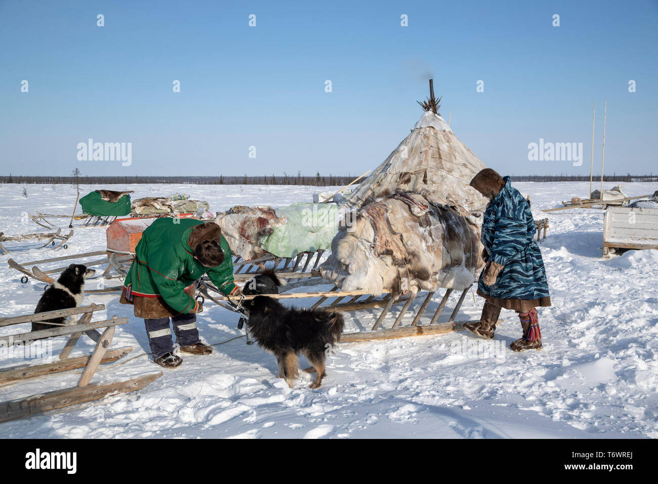 Russia, Yamal-Nenets Autonomous Region, Yamal peninsula, Nenets ...