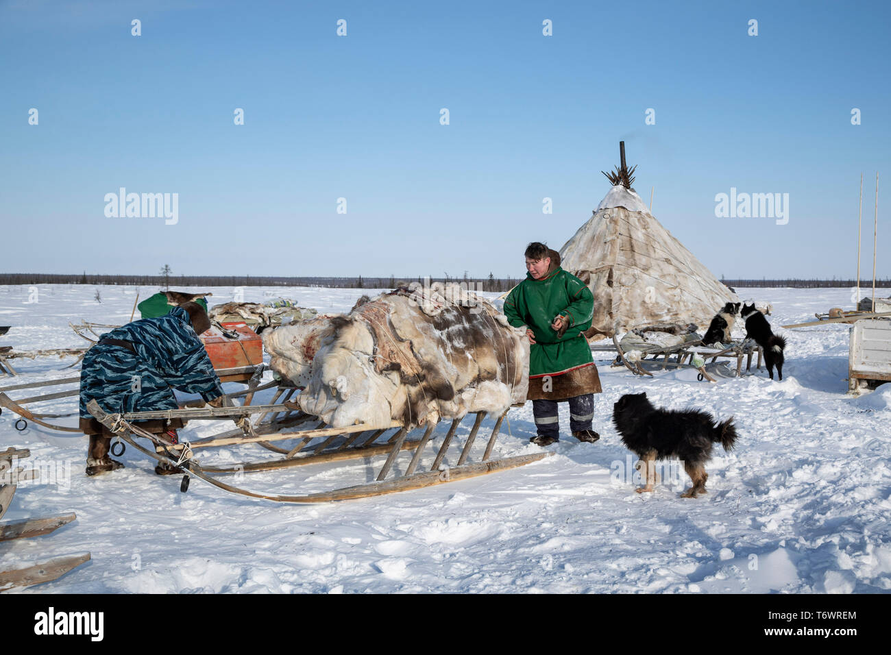 Russia, Yamal-Nenets Autonomous Region, Yamal peninsula, Nenets ...
