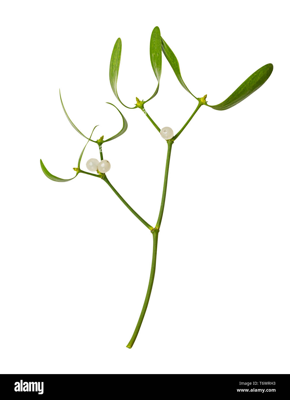 Mistletoe isolated on white background Stock Photo - Alamy