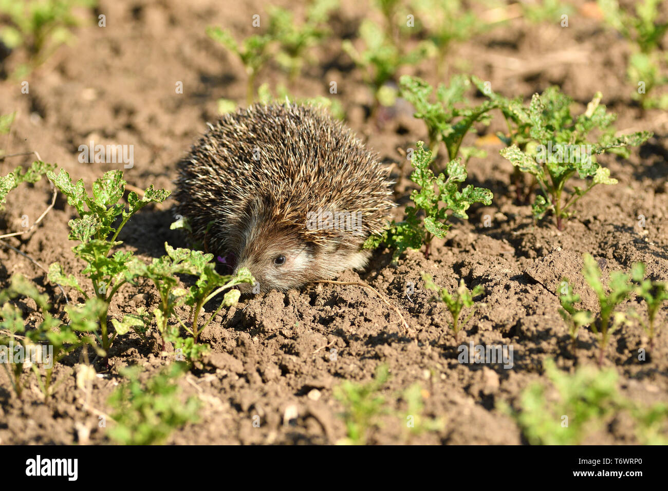 hedgehog curled up into a ball of sharp prick is defending itself from ...