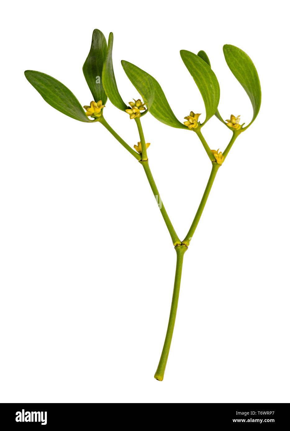 Winter flora mistletoe plant Cut Out Stock Images & Pictures - Alamy