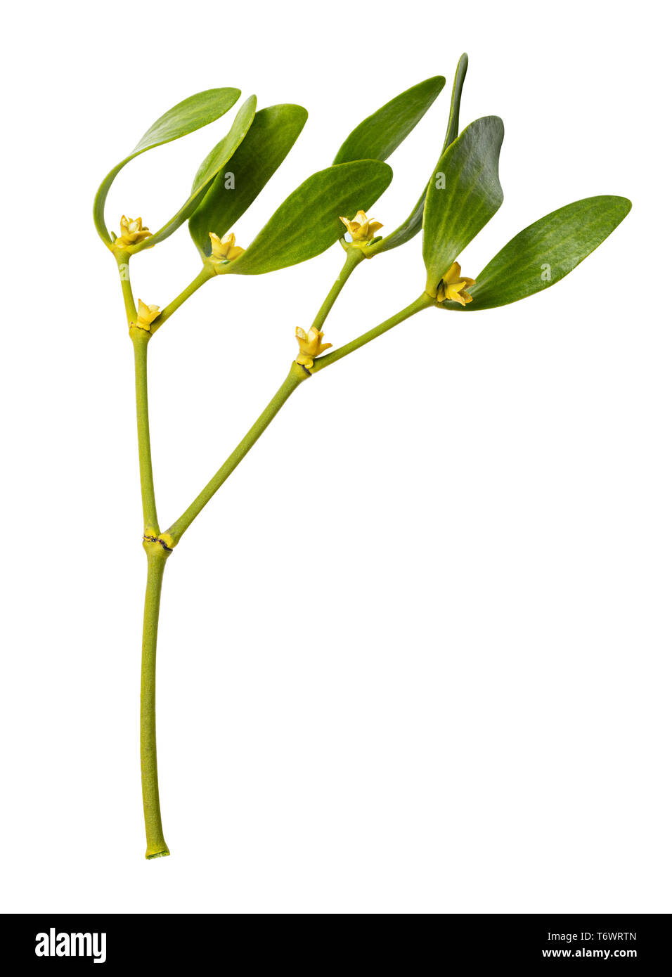Mistletoe isolated on white background Stock Photo - Alamy