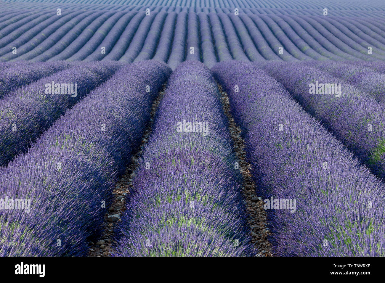 Valensole plateau hi-res stock photography and images - Alamy