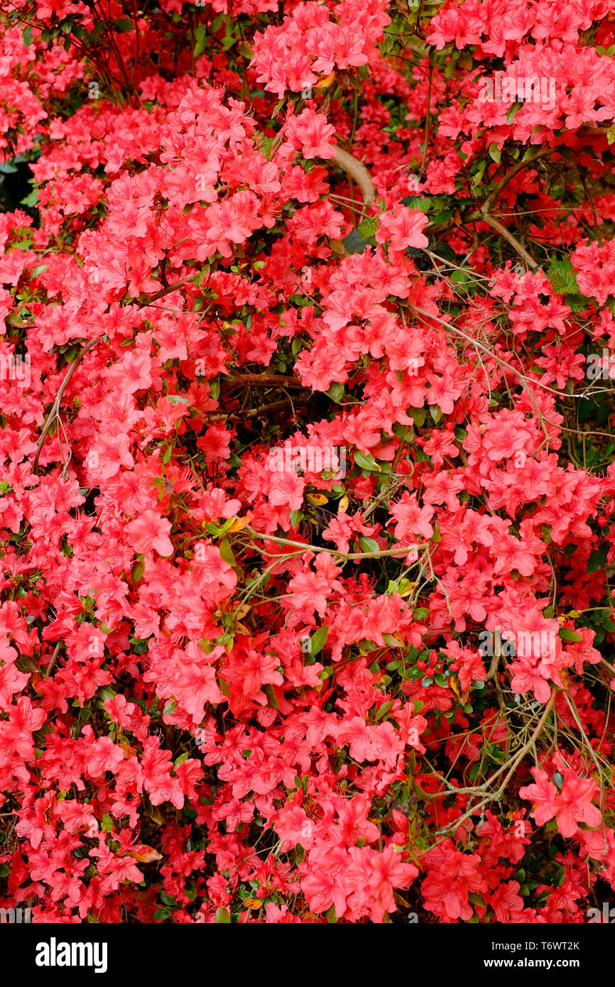 Red Azaleas Azalea Flowers Stock Photos & Red Azaleas Azalea Flowers ...
