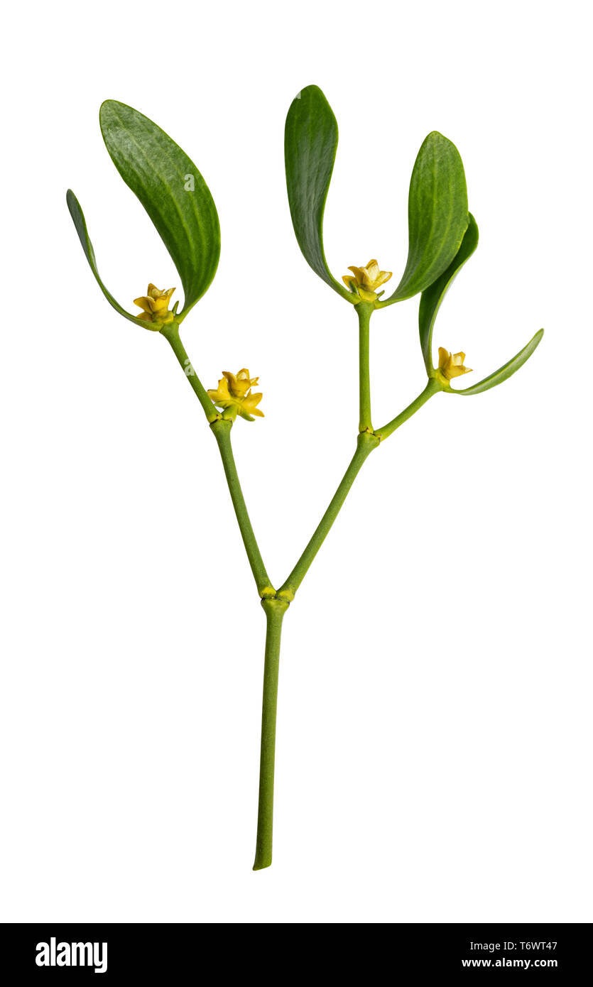 Mistletoe isolated on white background Stock Photo - Alamy