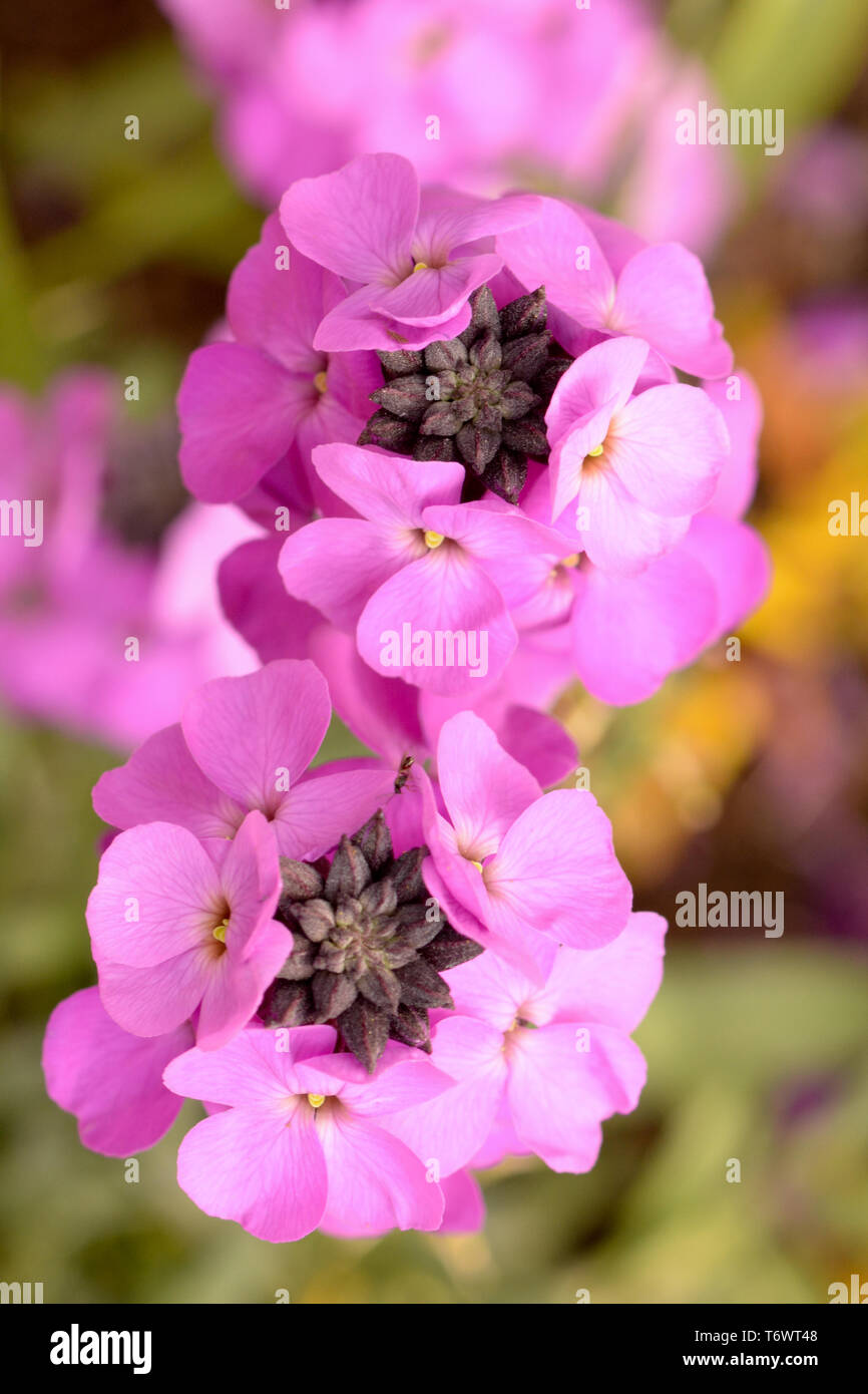 Pretty mauve colour hi-res stock photography and images - Alamy