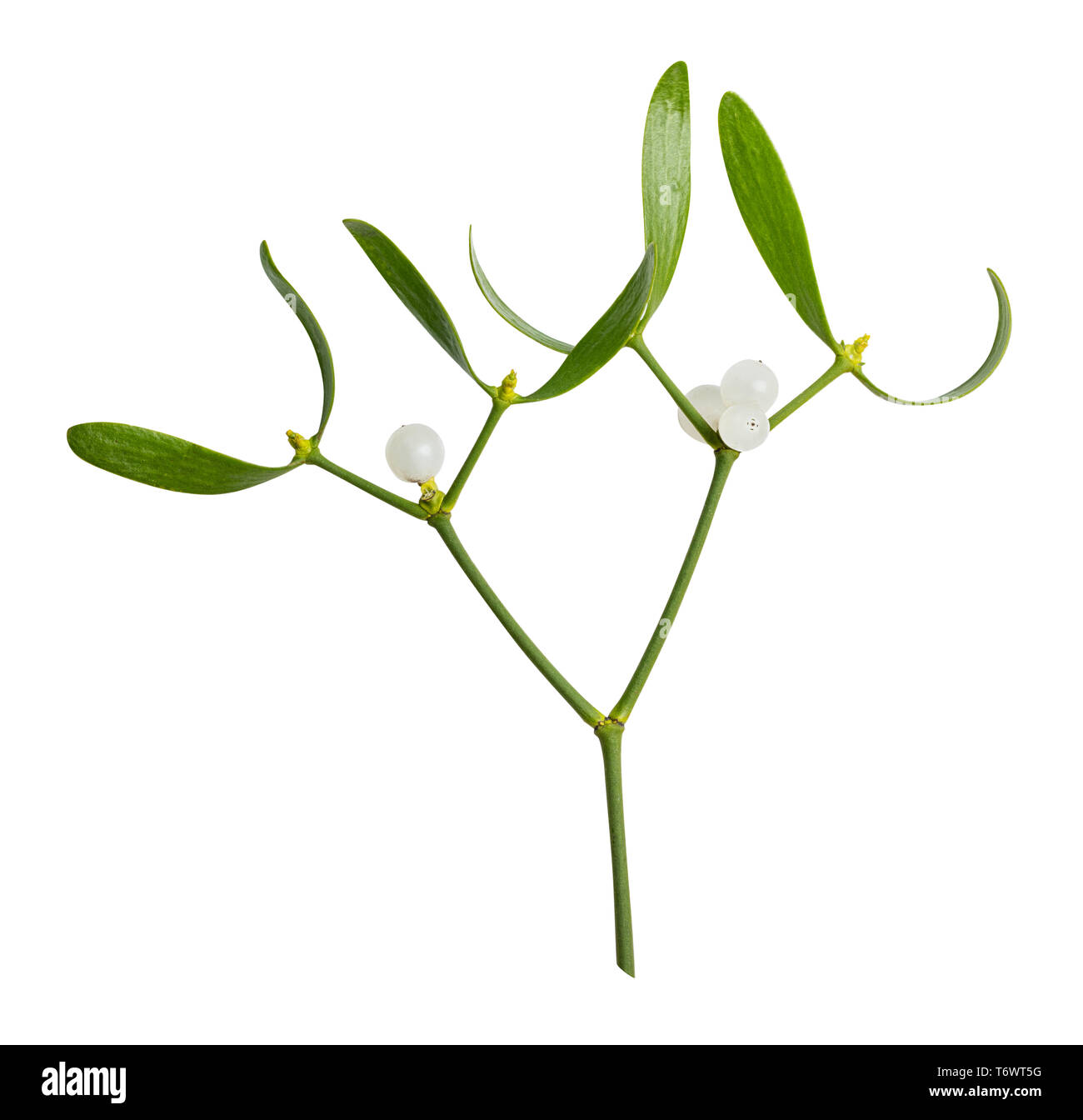 Mistletoe isolated on white background Stock Photo - Alamy
