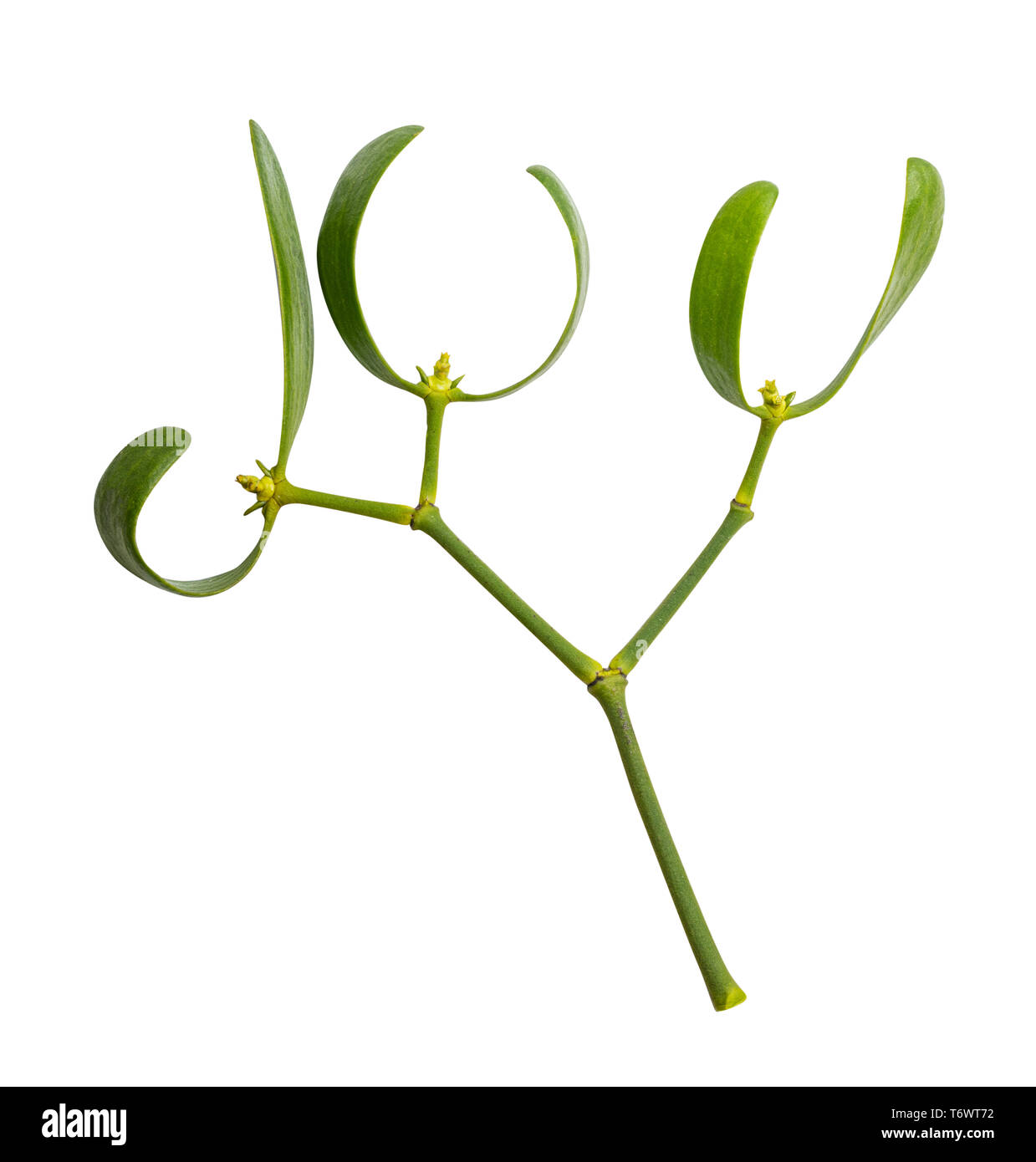 Mistletoe isolated on white background Stock Photo - Alamy