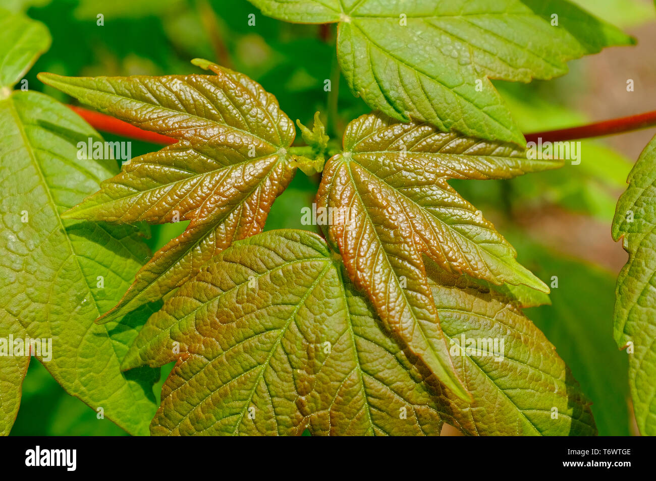Acer young leaves hi-res stock photography and images - Alamy