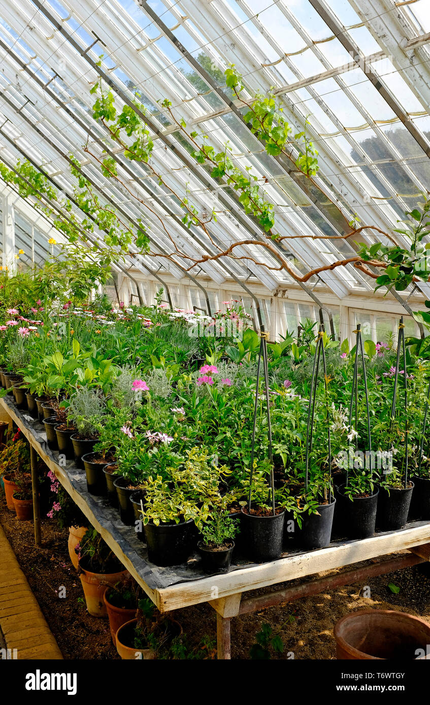 Victorian Greenhouse High Resolution Stock Photography and Images - Alamy