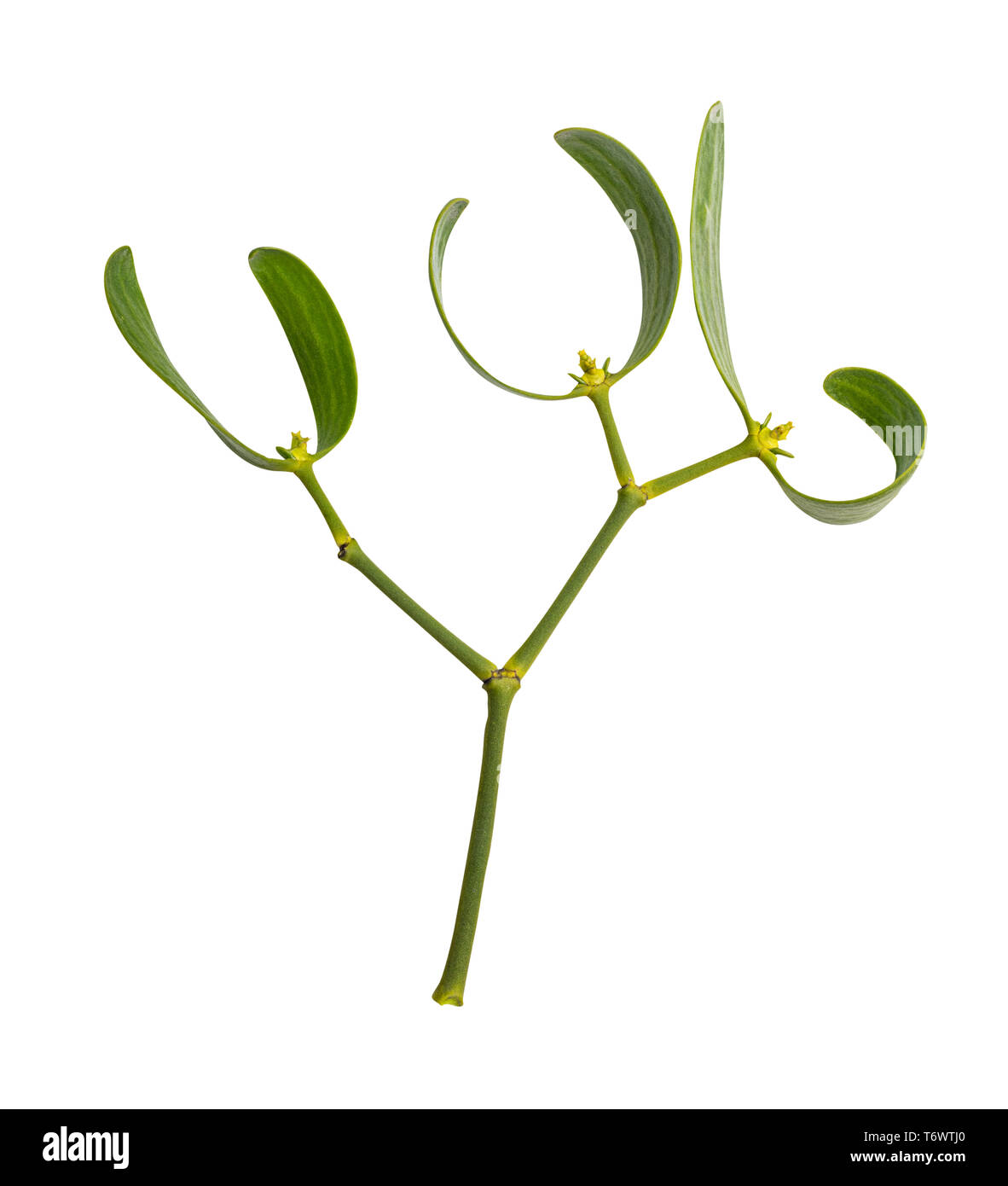 Mistletoe isolated on white background Stock Photo - Alamy