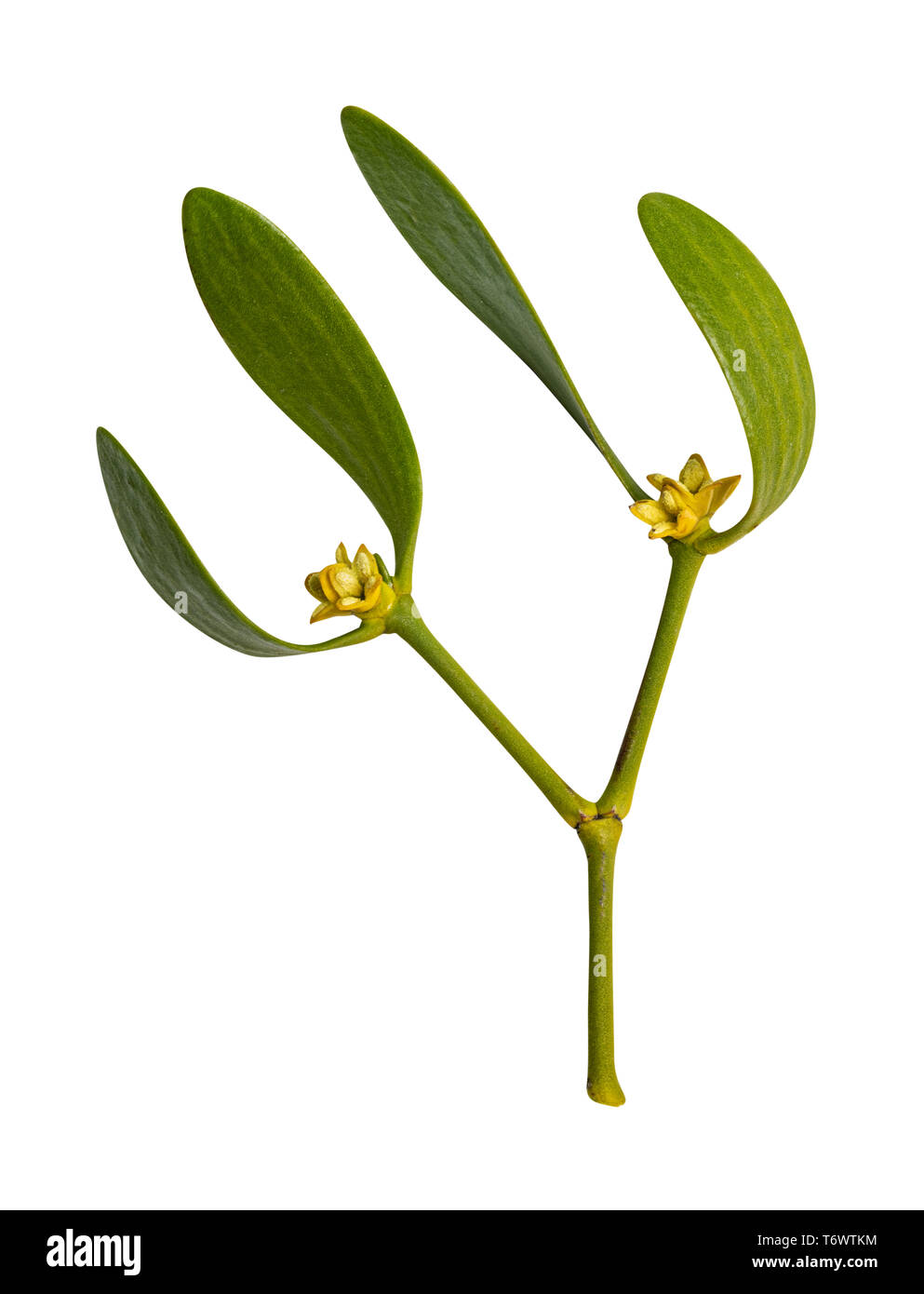 Mistletoe isolated on white background Stock Photo - Alamy