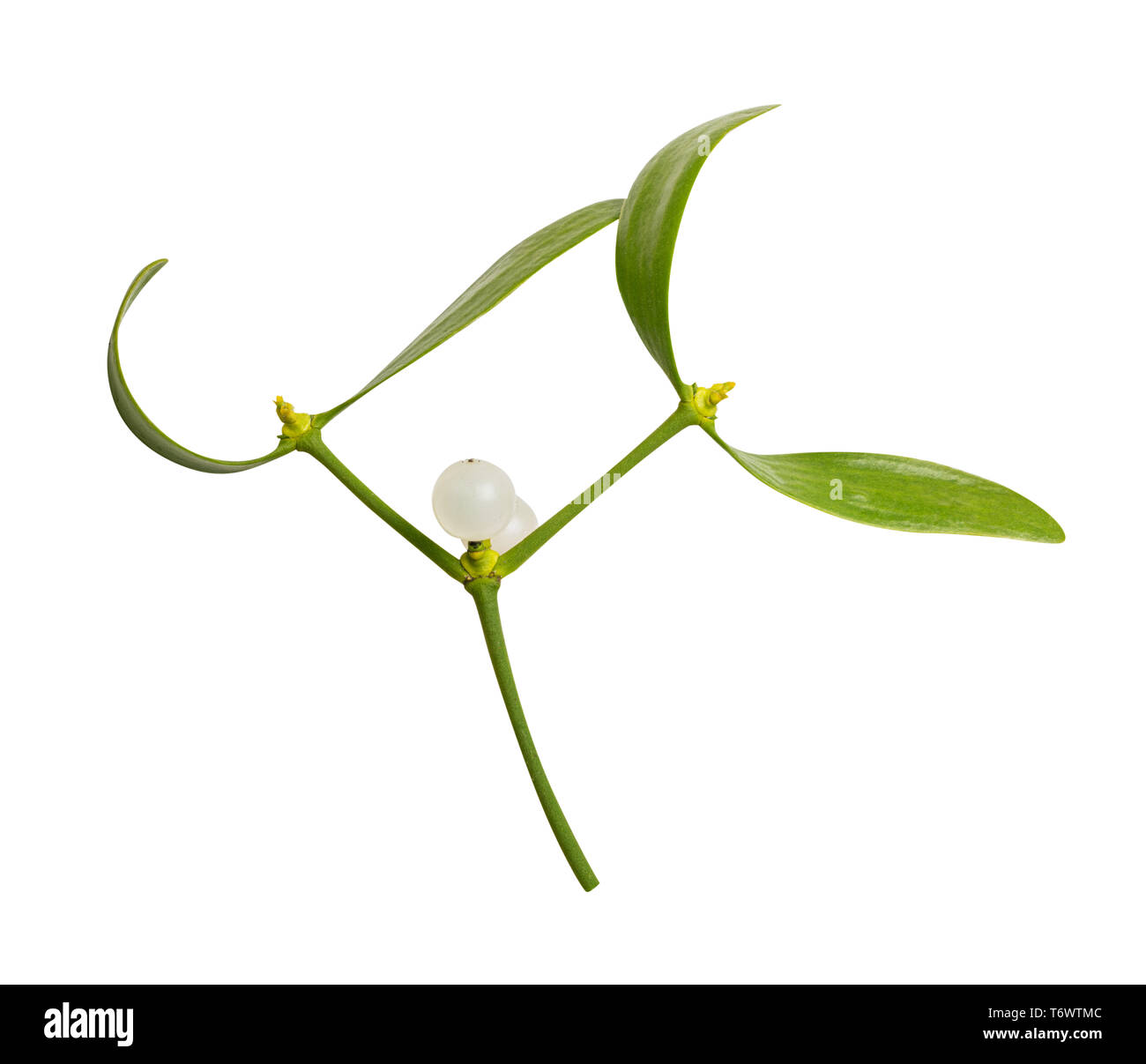 Mistletoe isolated on white background Stock Photo - Alamy