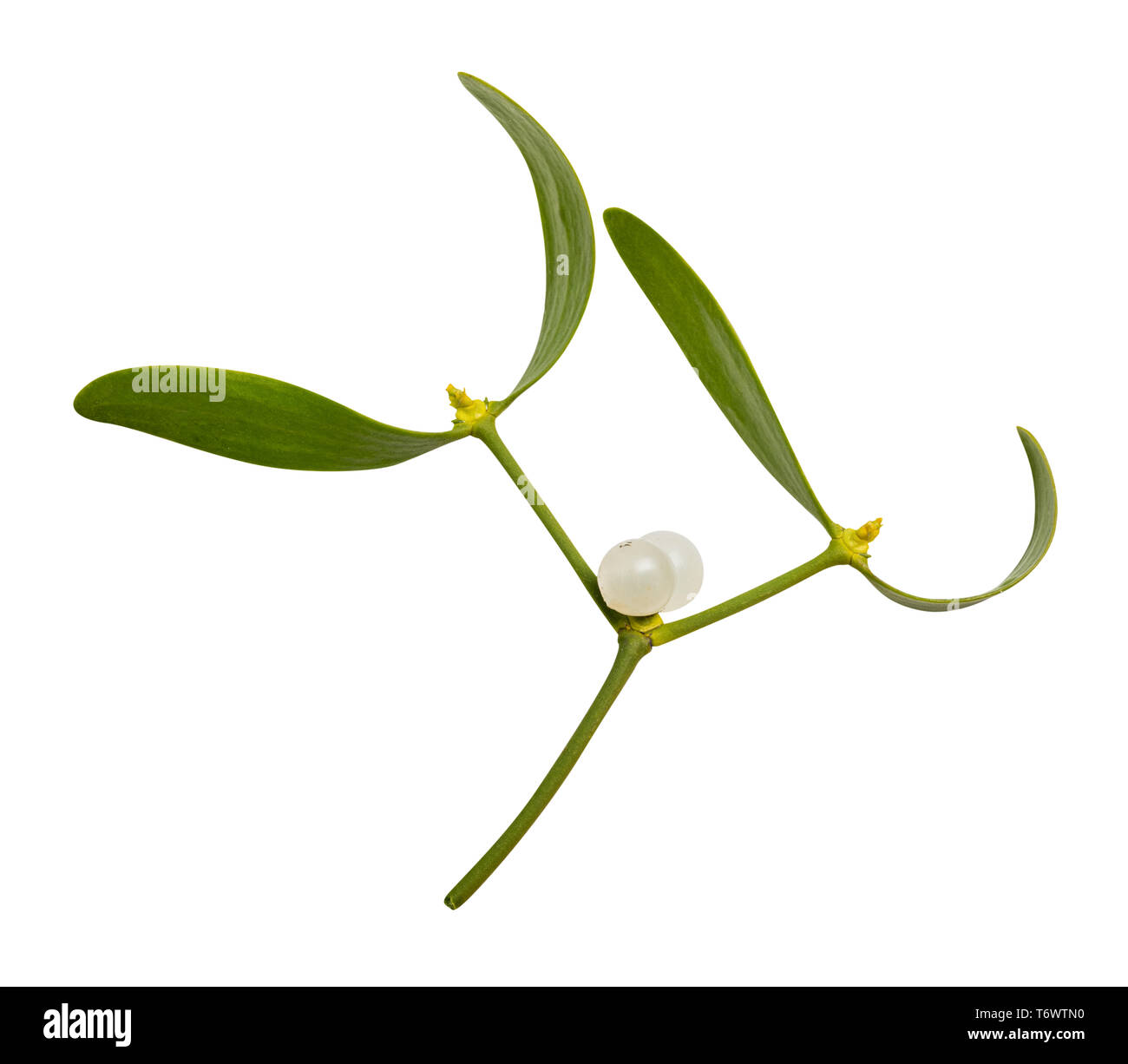 Mistletoe isolated on white background Stock Photo - Alamy