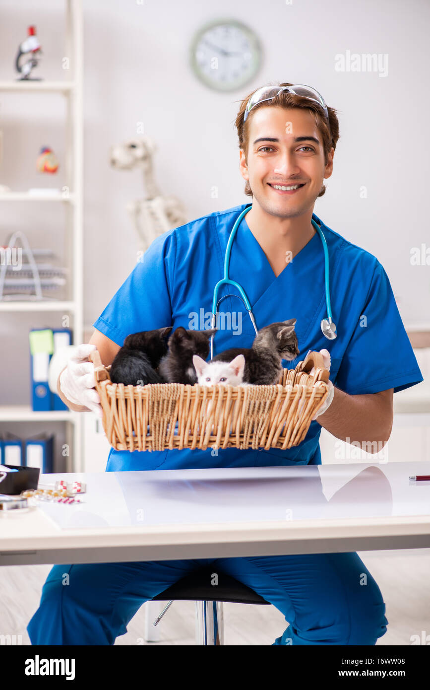 Vet doctor examining kittens in animal hospital Stock Photo - Alamy