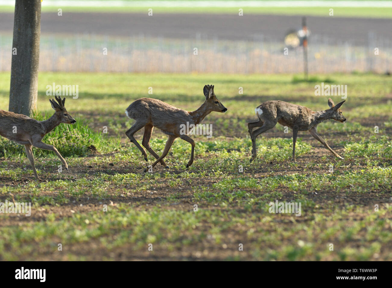 roe deer and fawn jumping into the forest to hide Stock Photo - Alamy