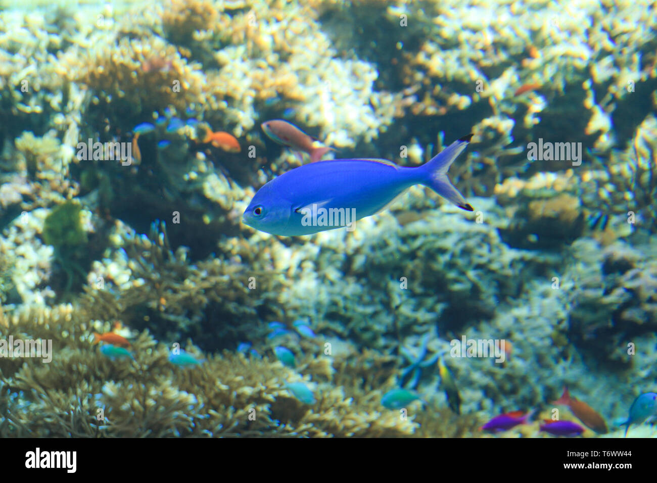tropical fishes swimming on aquarium Stock Photo - Alamy