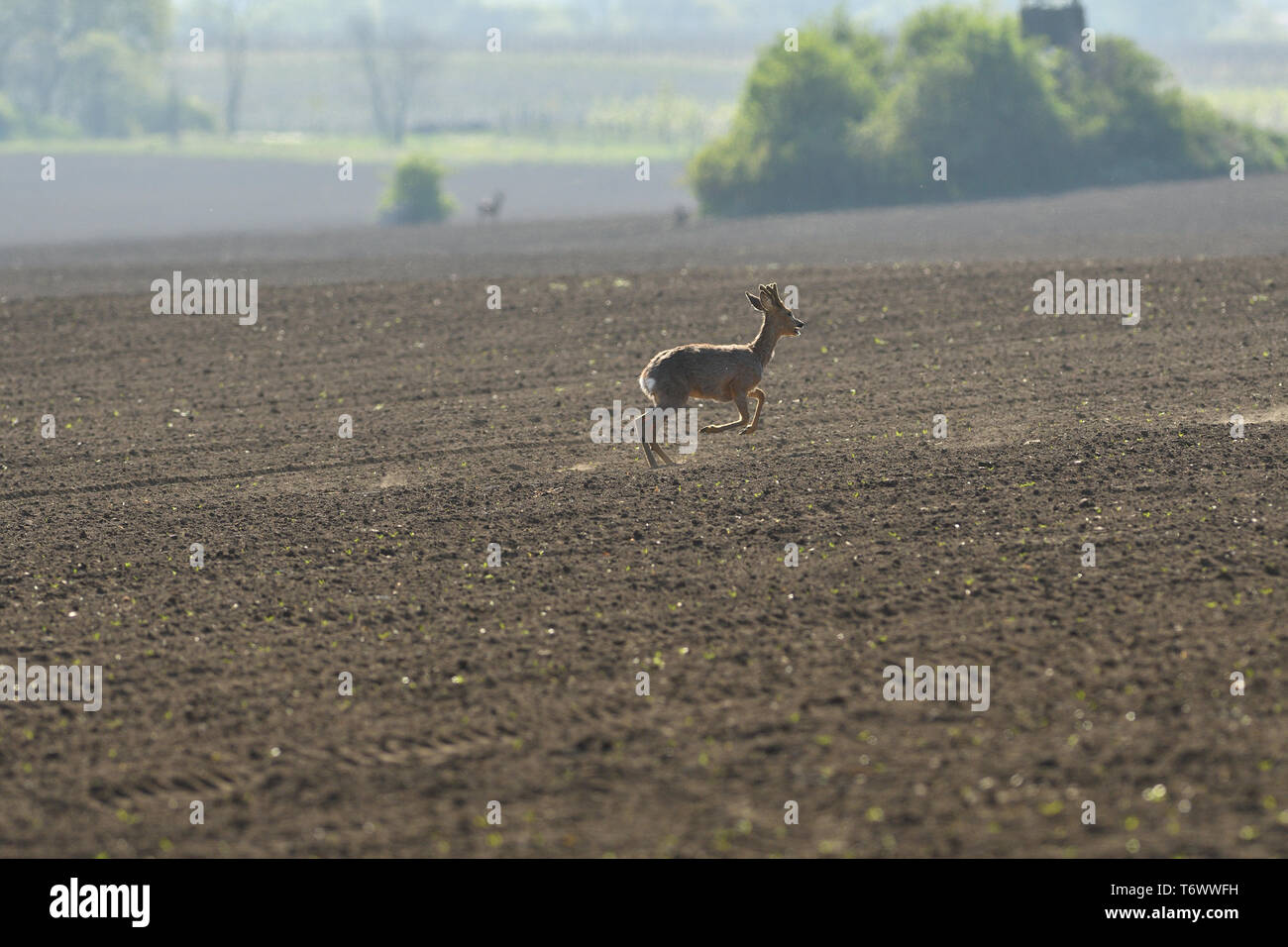 herd of roe deer running through a farm field in spring Stock Photo - Alamy