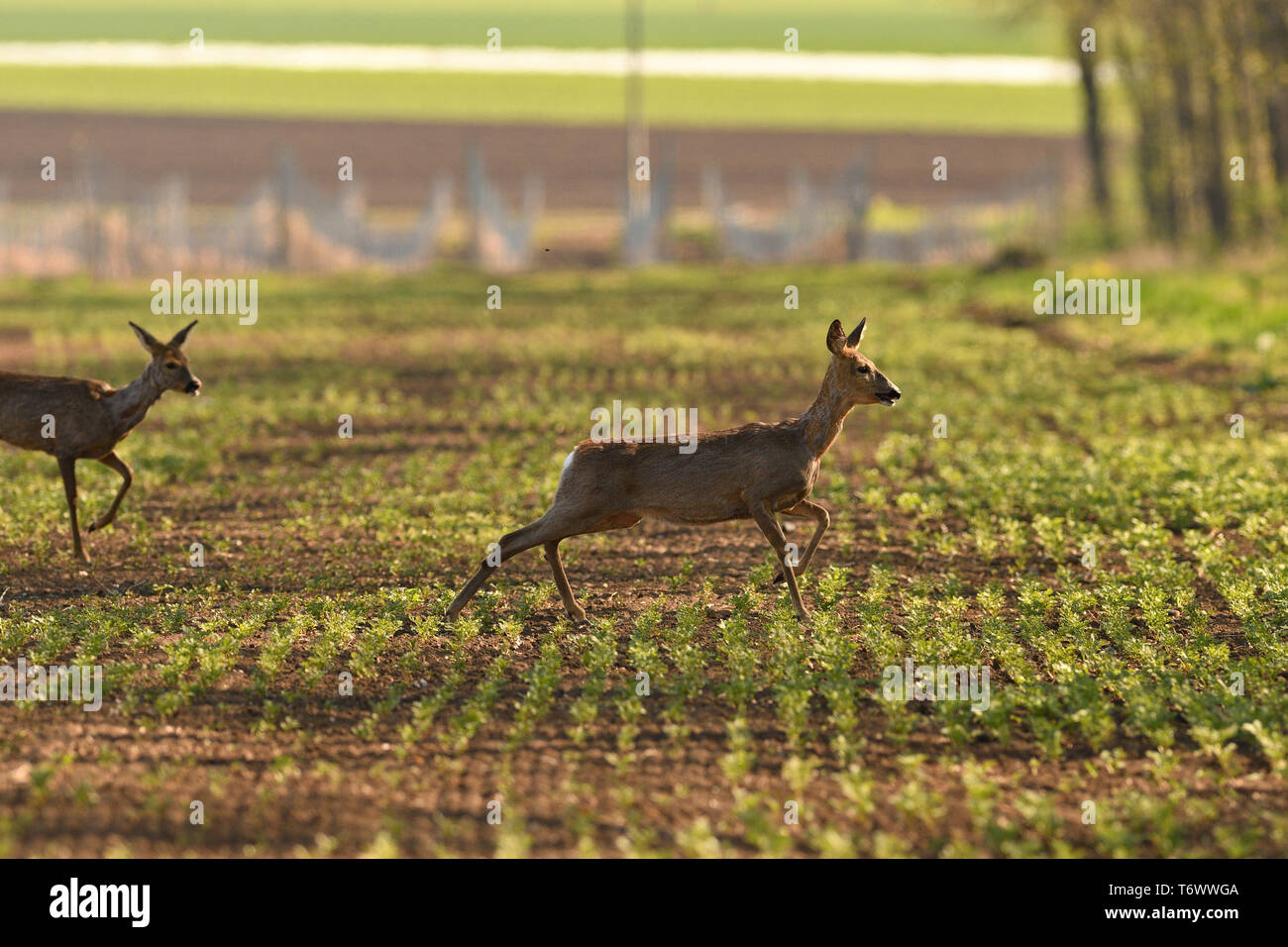 roe deer and fawn jumping into the forest to hide Stock Photo - Alamy