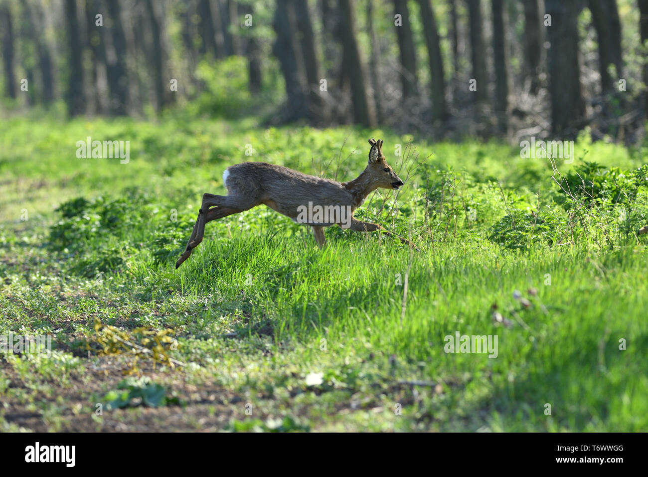 roe deer and fawn jumping into the forest to hide Stock Photo - Alamy