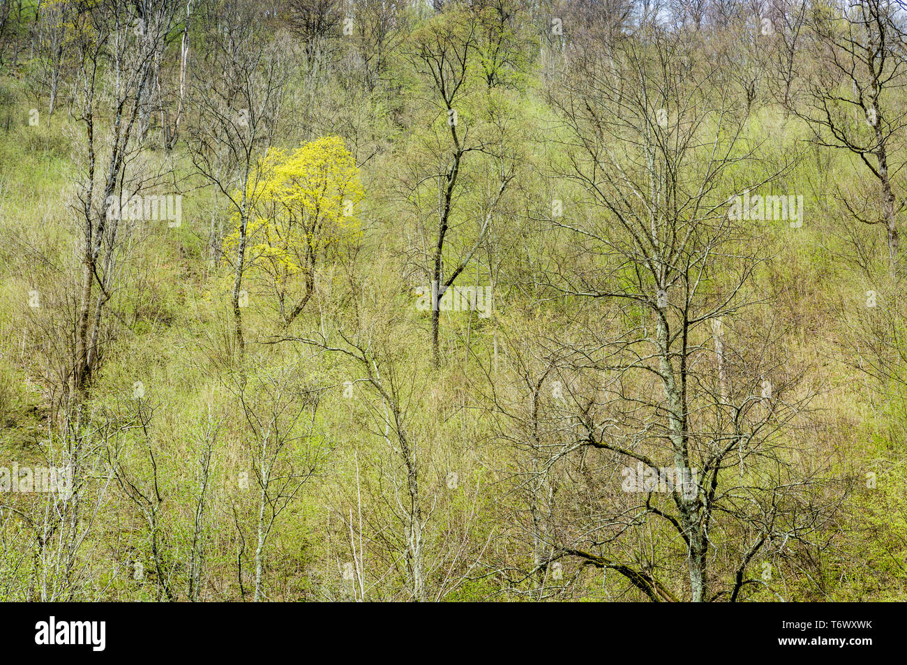 Growing stages hi-res stock photography and images - Alamy