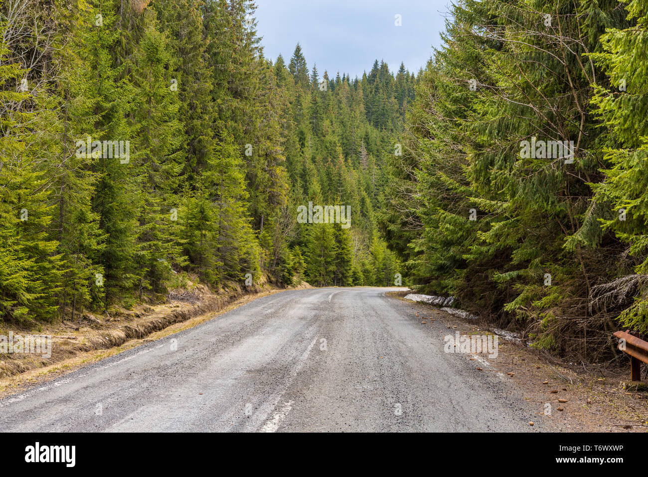 Empty forest road hi-res stock photography and images - Alamy