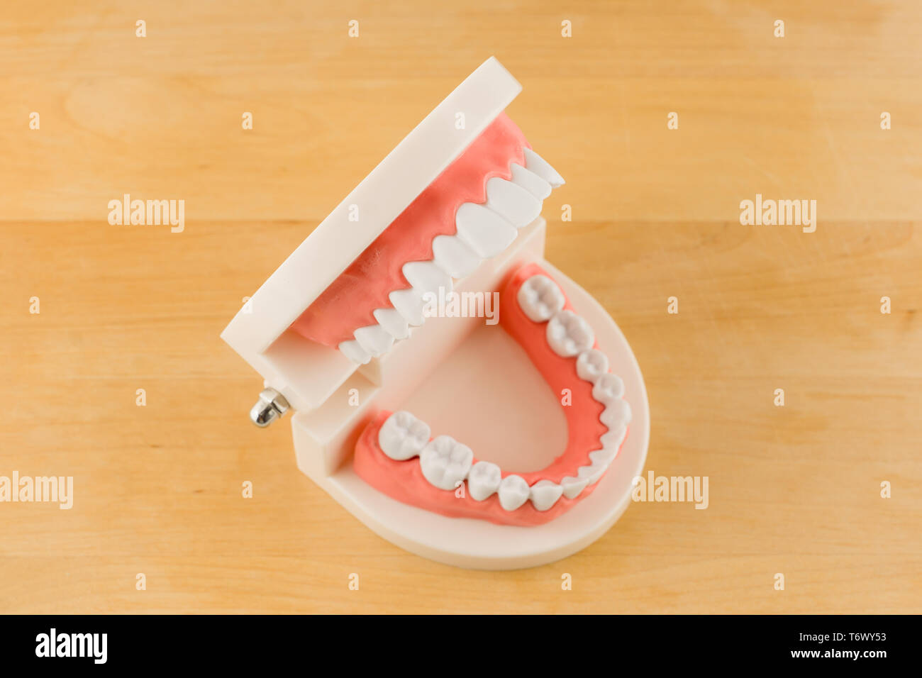 acrylic human jaw model for studying oral hygiene Stock Photo - Alamy