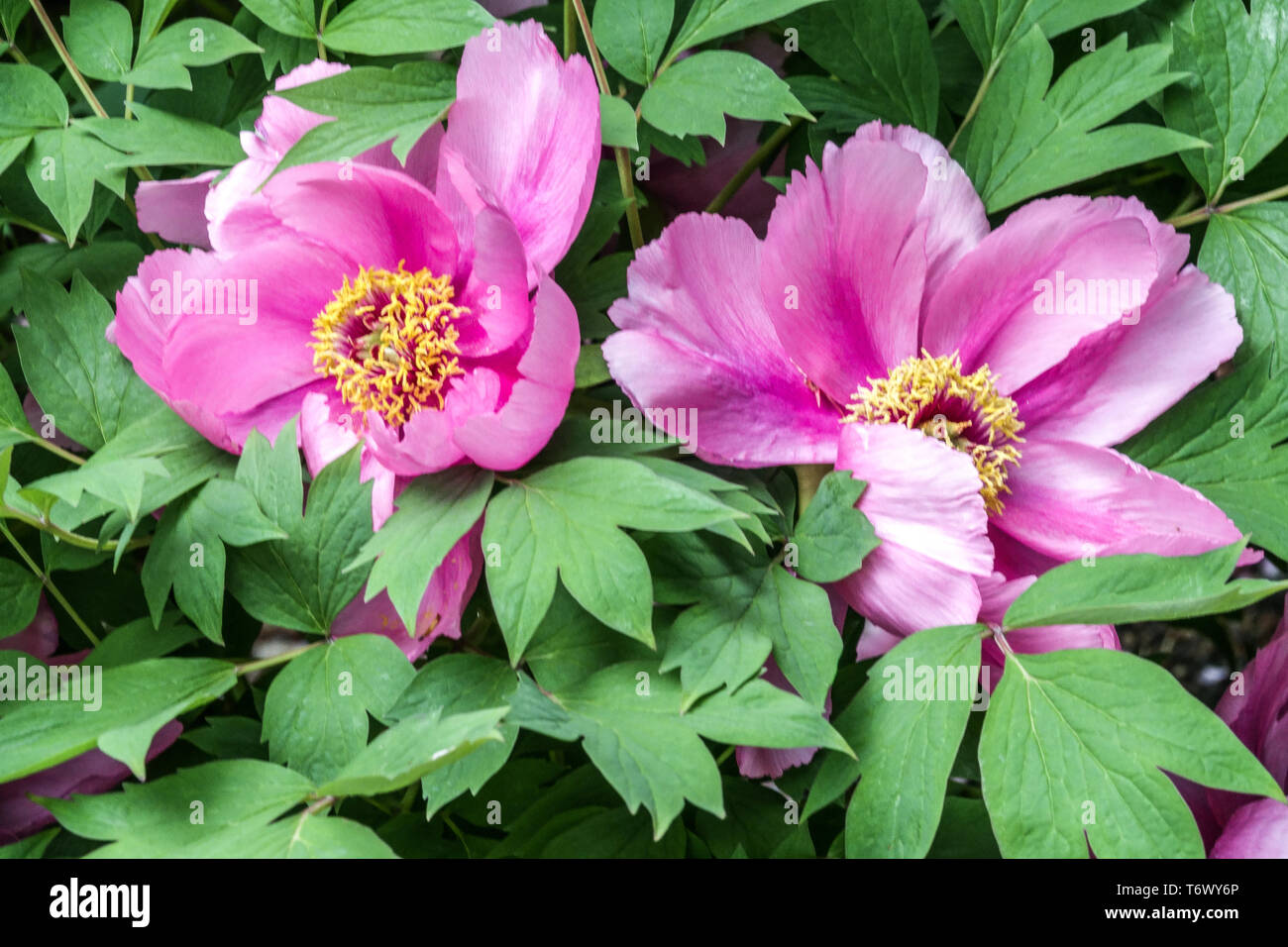 Japanese Tree Peony, Paeonia suffruticosa Bayiu , Purple peonies garden ...
