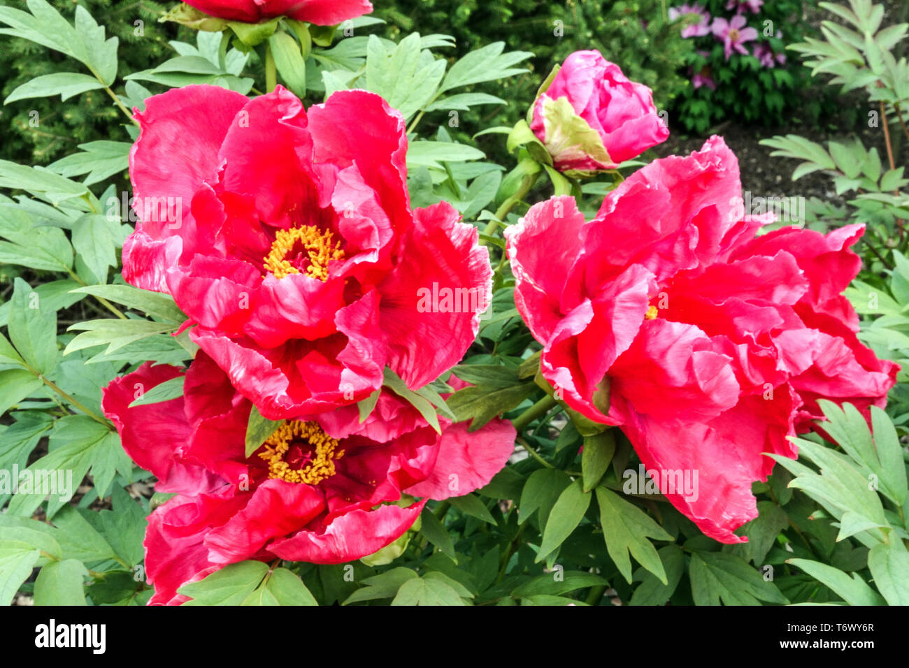 Japanese Tree Peony, Paeonia suffruticosa Naniwa Nishiki Red peony ...