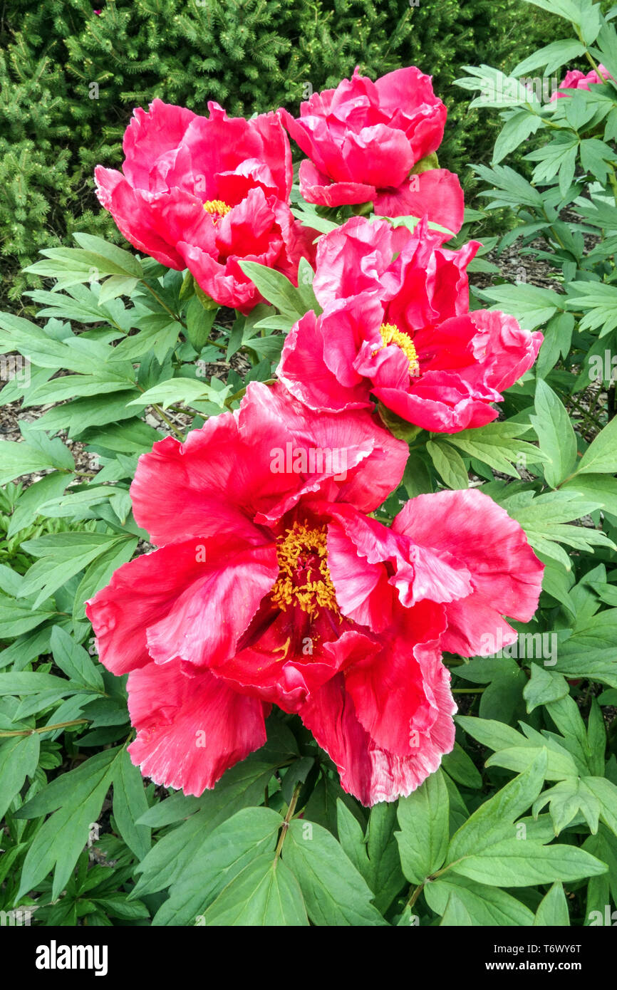 Naniwanishiki naniwa nishiki hi-res stock photography and images - Alamy