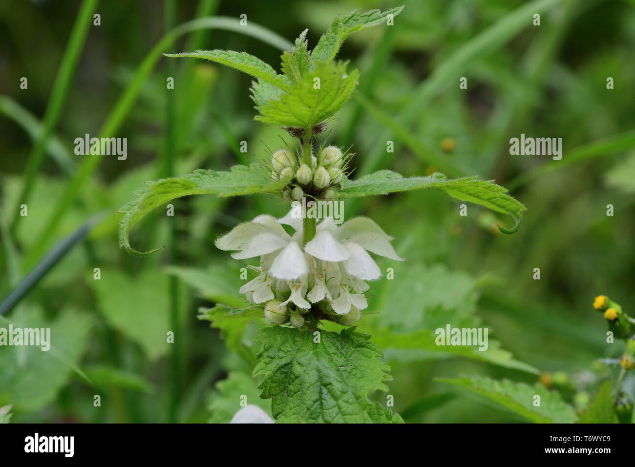 Close up of a stinging nettle (urtica dioica) plant in blossom Stock ...