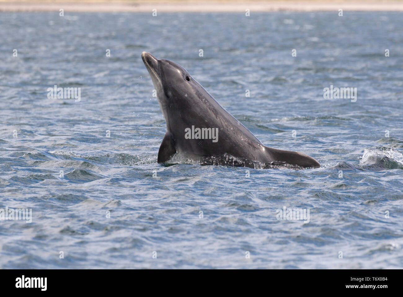 Bottlenose dolphin (Tursiops truncatus) leaping/breaching in the Moray ...