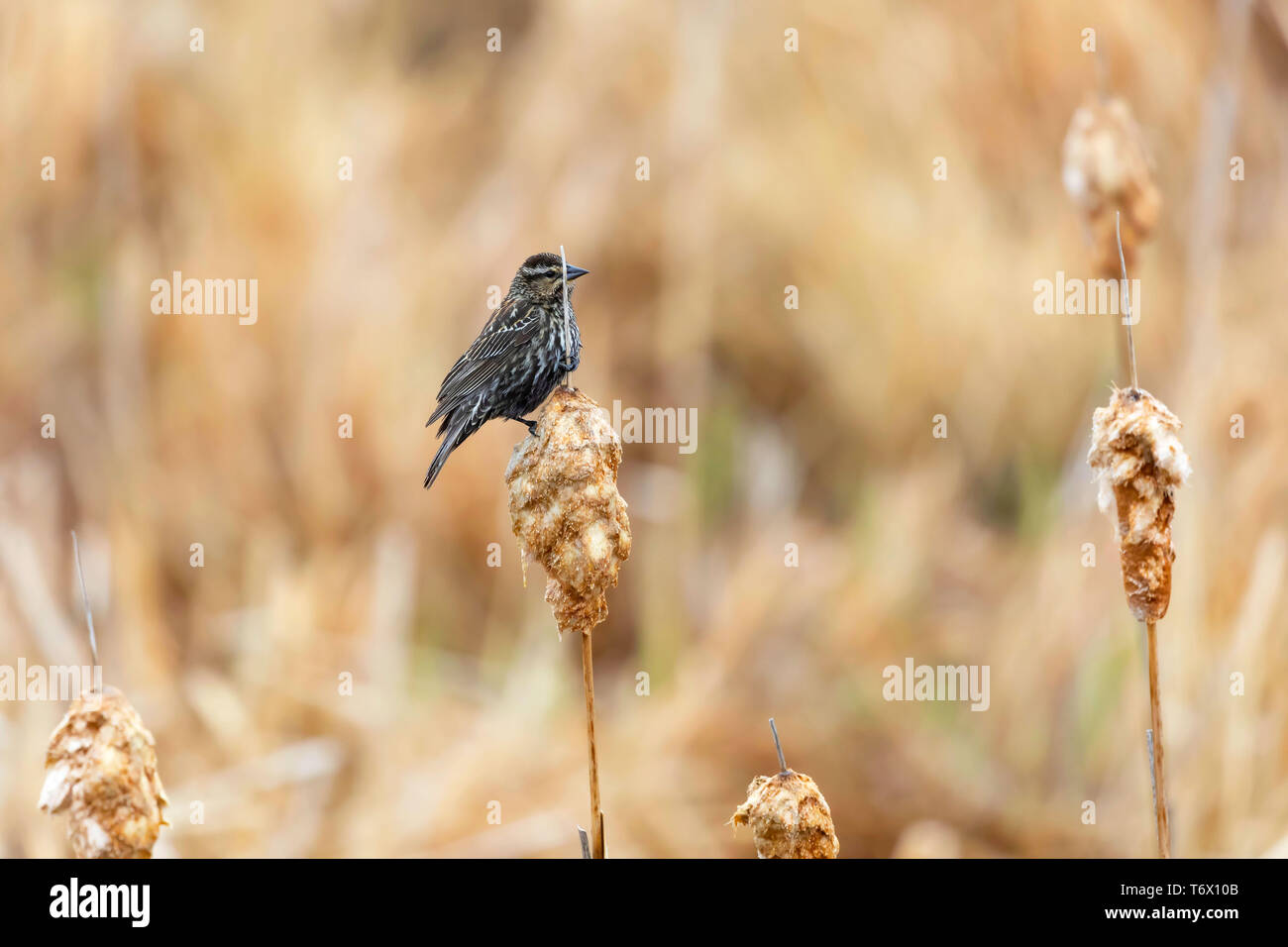 Female red-wing blackbird sitting on old reed.Natural environment in ...