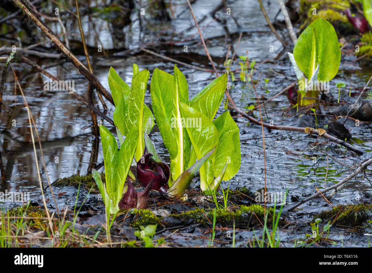 Eastern skunk cabbage ,Symplocarpus foetidus,native plant of eastern ...