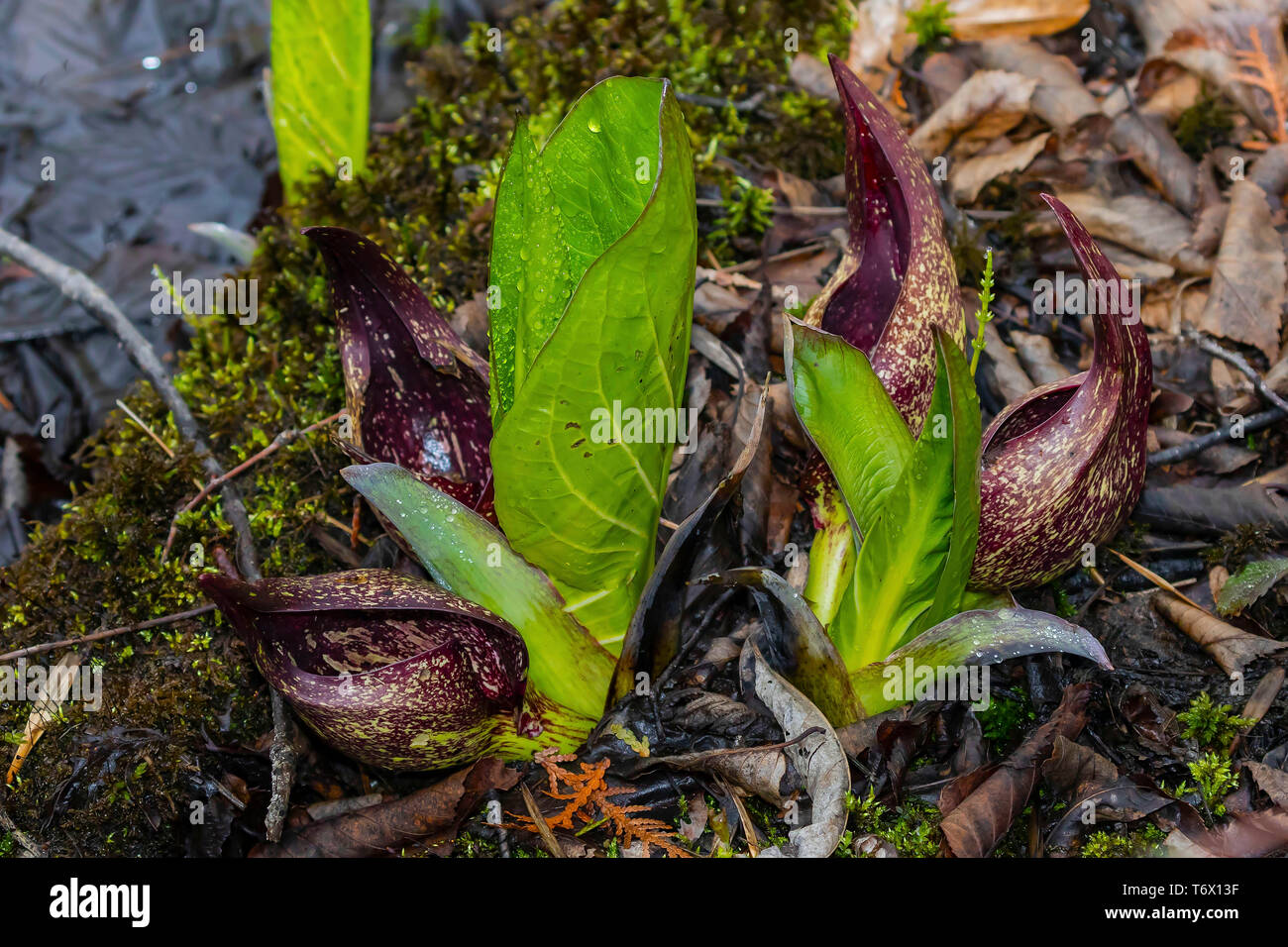 Eastern skunk cabbage ,Symplocarpus foetidus,native plant of eastern ...