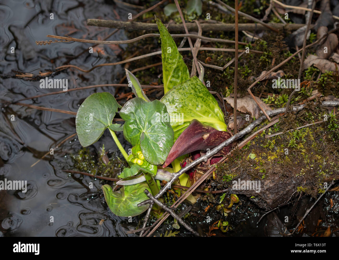 Eastern skunk cabbage ,Symplocarpus foetidus,native plant of eastern ...