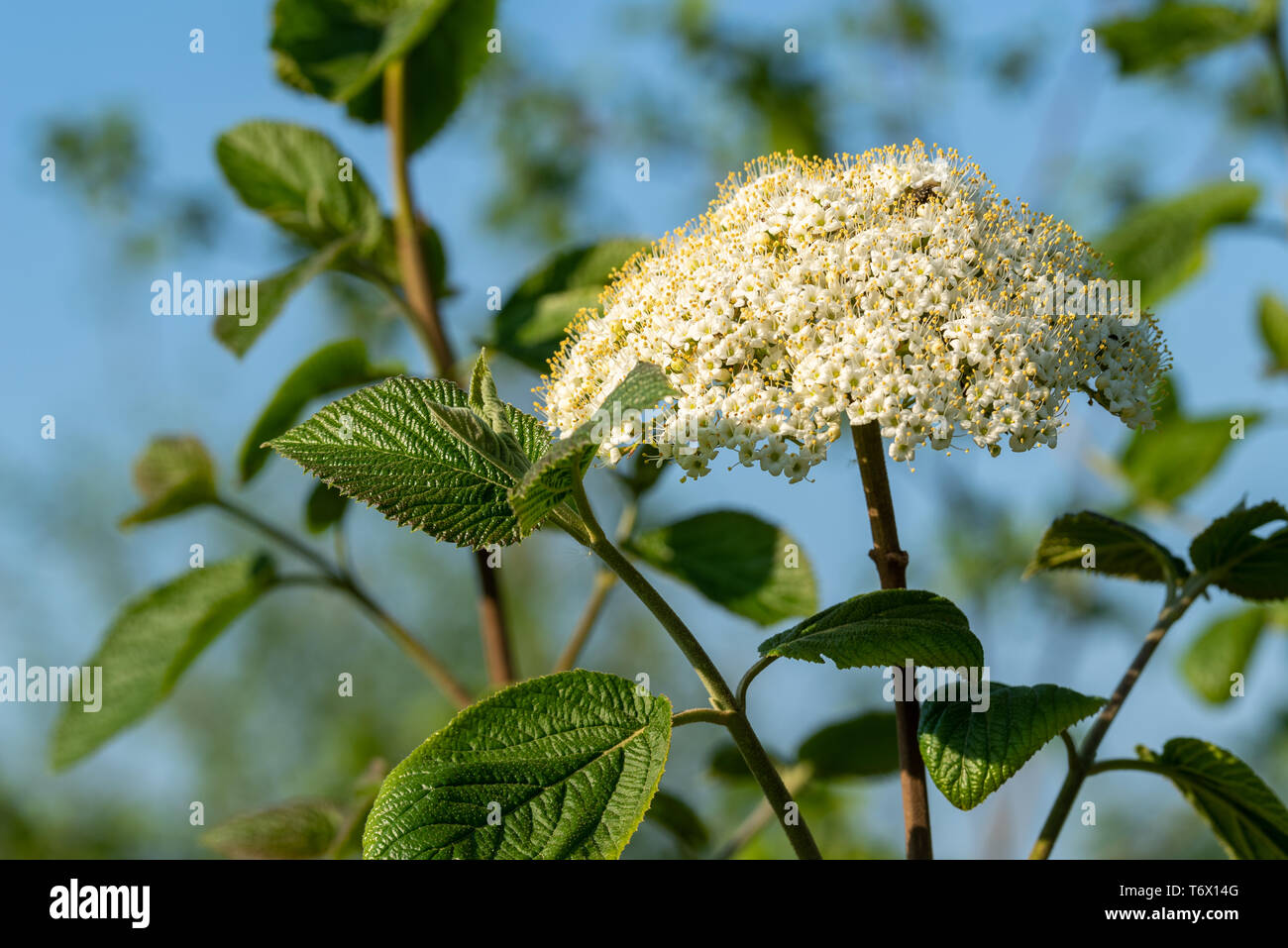 Blooms of Wayfaring-tree (Viburnum lantana) and green leaves in front ...