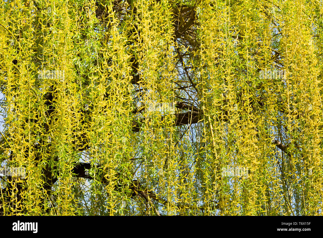 Hanging willow hi-res stock photography and images - Alamy