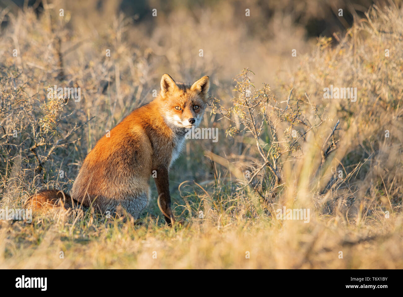 European Red Fox, Germany Stock Photo - Alamy