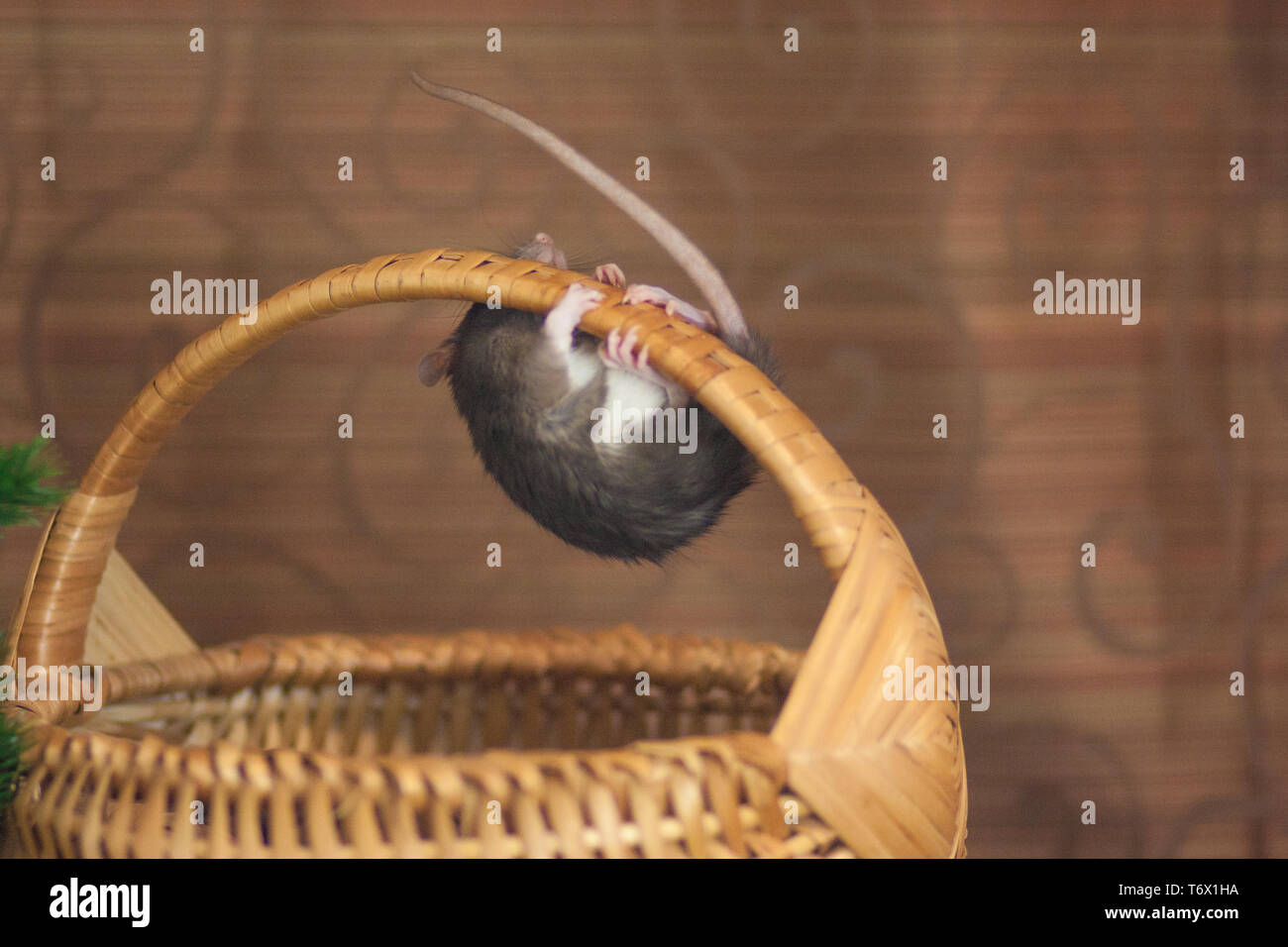 The concept of a crawling mouse. Gray mouse. Grey rat. A climbing mouse ...