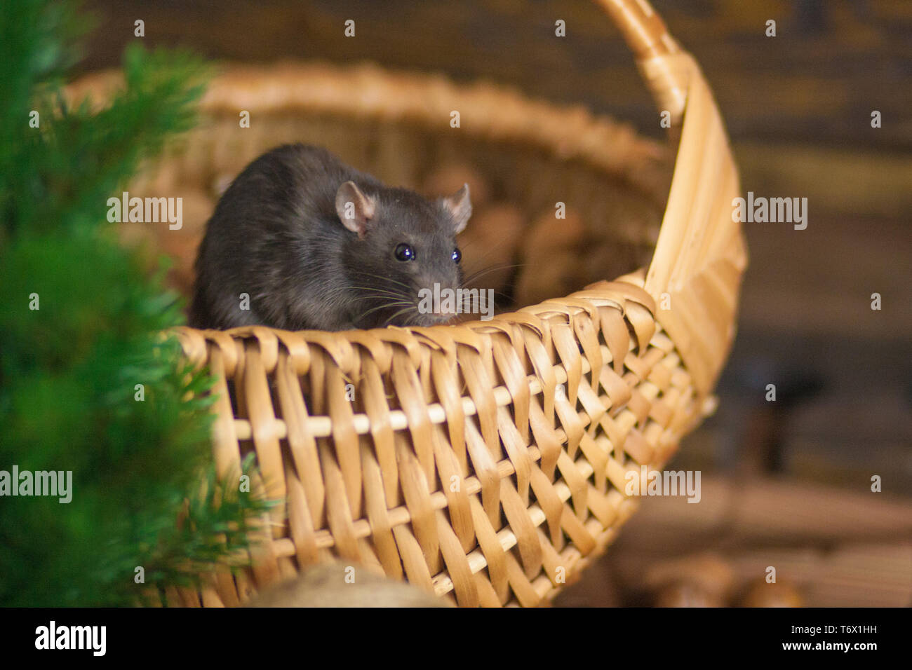 The concept of a mouse thief. Gray mouse. Gray rat. Rat thief. Steal ...