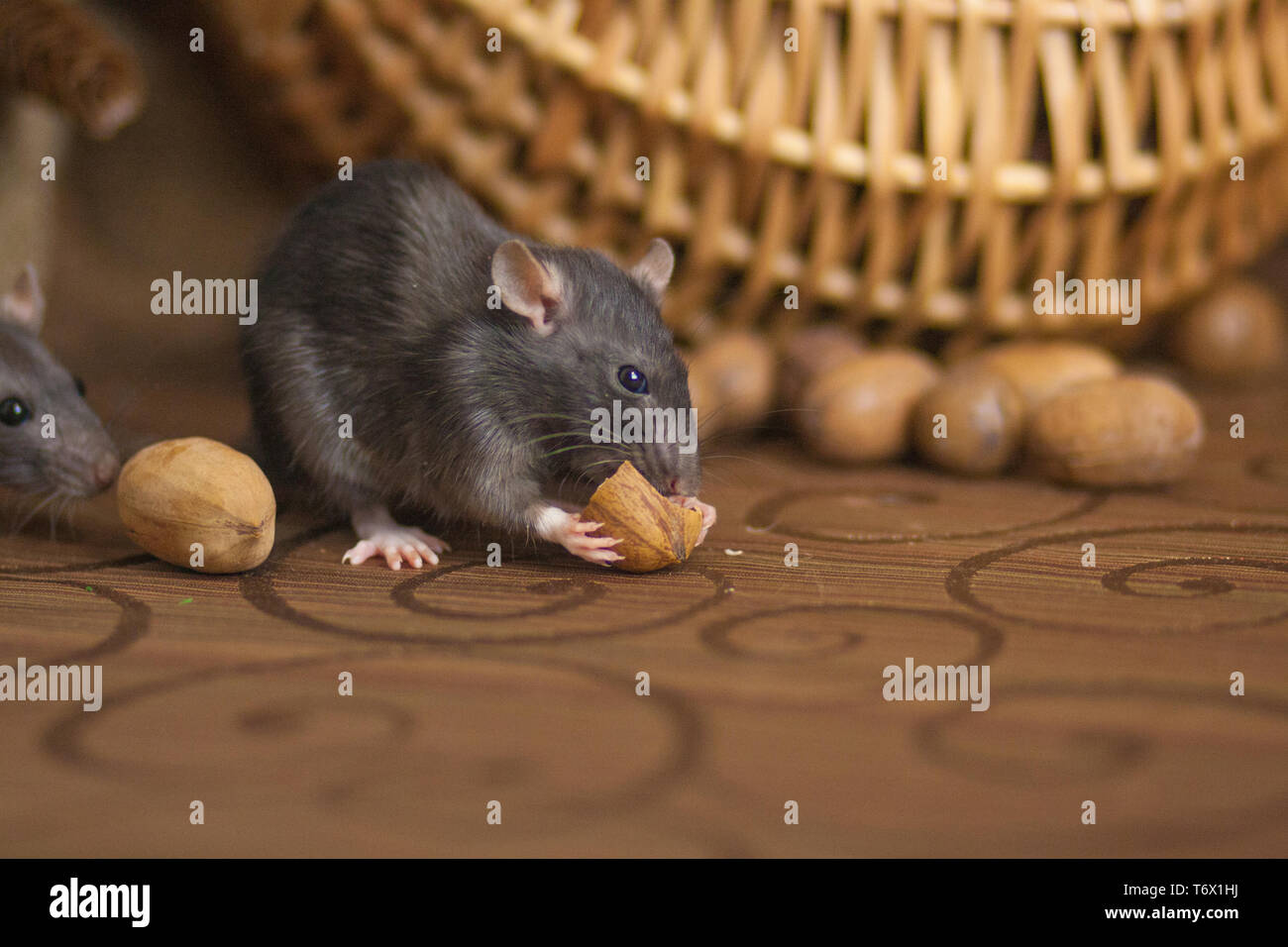 The concept of a mouse thief. Gray mouse. Gray rat. Rat thief. Steal ...
