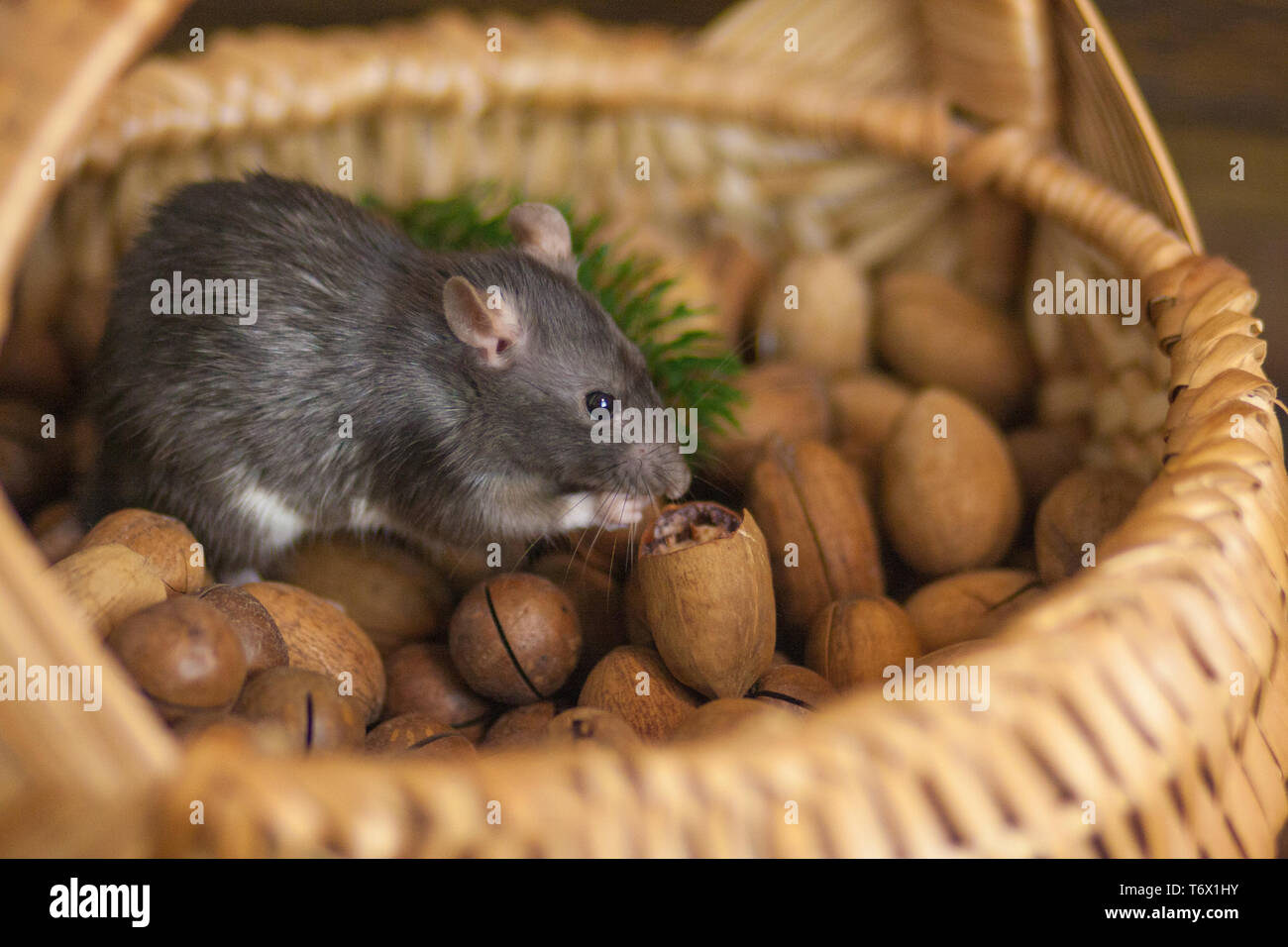 The concept of a mouse thief. Gray mouse. Gray rat. Rat thief. Steal ...
