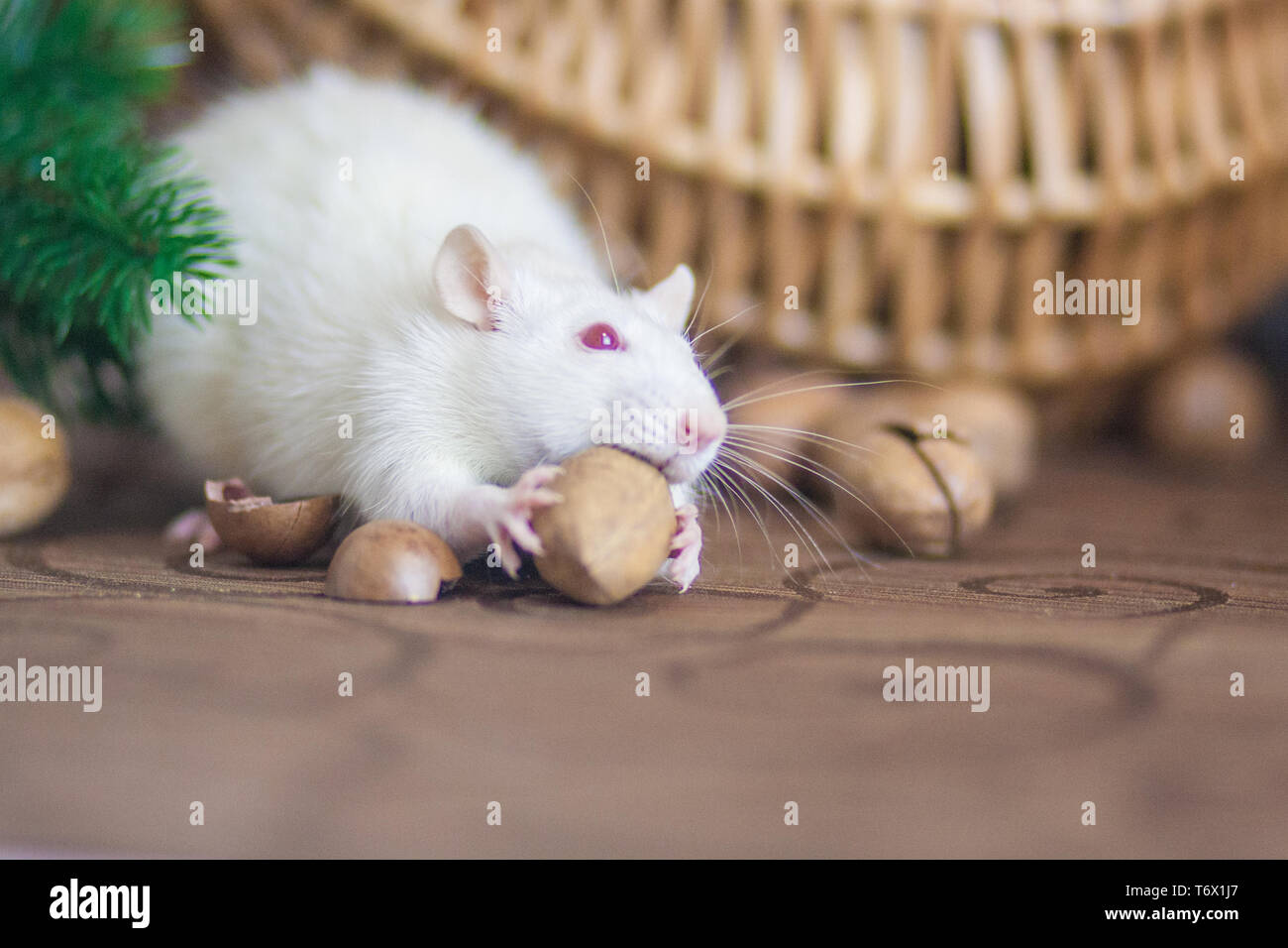 The concept of a mouse thief. White mouse. White rat. Rat thief. Steal ...