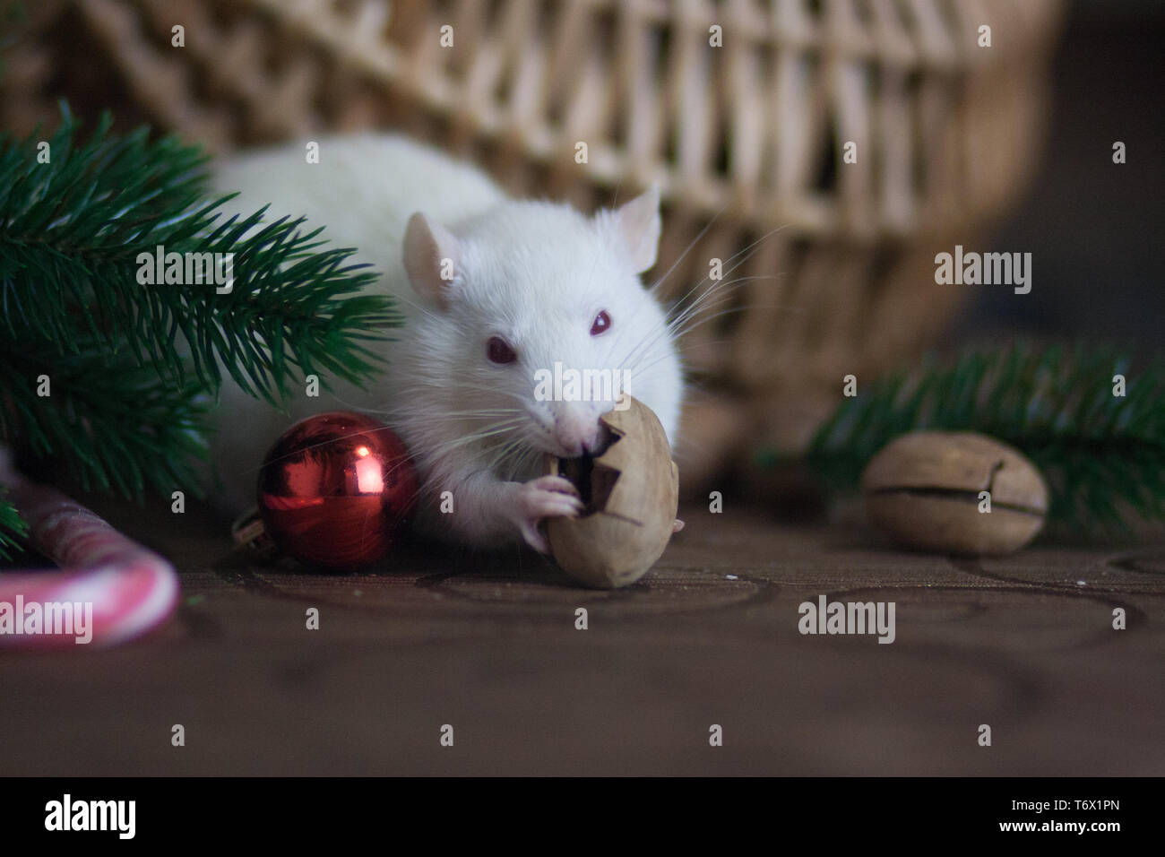 The concept of a mouse thief. White mouse. White rat. Rat thief. Steal ...